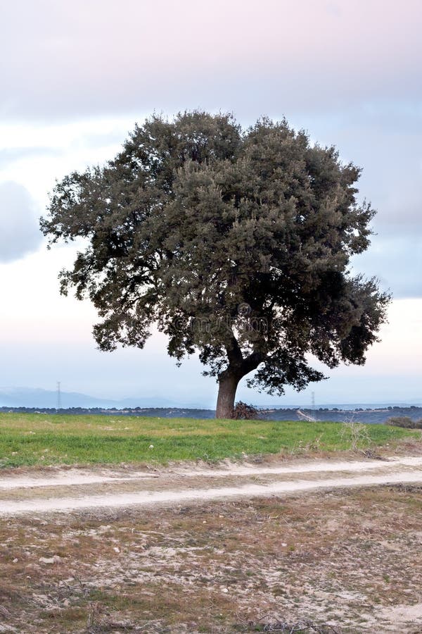 Roble de encina foto de archivo. Imagen de campo, paisaje - 23469454