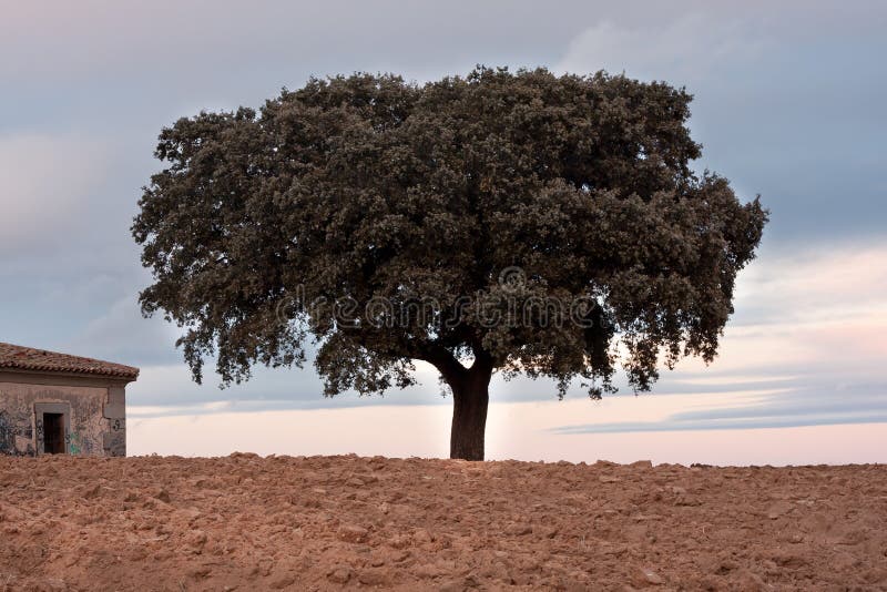Roble de encina foto de archivo. Imagen de campo, paisaje - 23469454