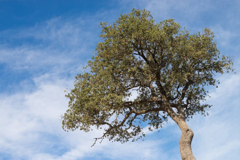 Roble de encina imagen de archivo. Imagen de fondo, hoja - 4949833
