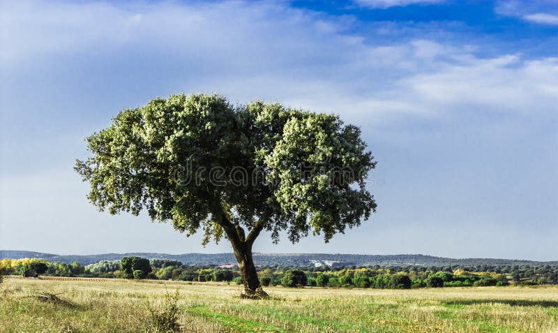 imágenes comunes del Roble De Encina - los derechos de la transferencia ...