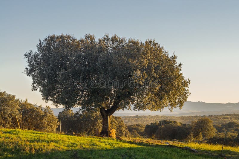 508 Roble De Encina Fotos - Libres de Derechos y Gratuitas de Dreamstime