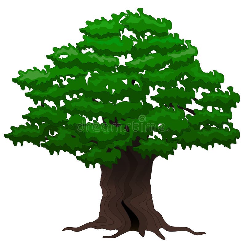 Roble Ilustraciones Stock, Vectores, Y Clipart – (69,593 Ilustraciones ...