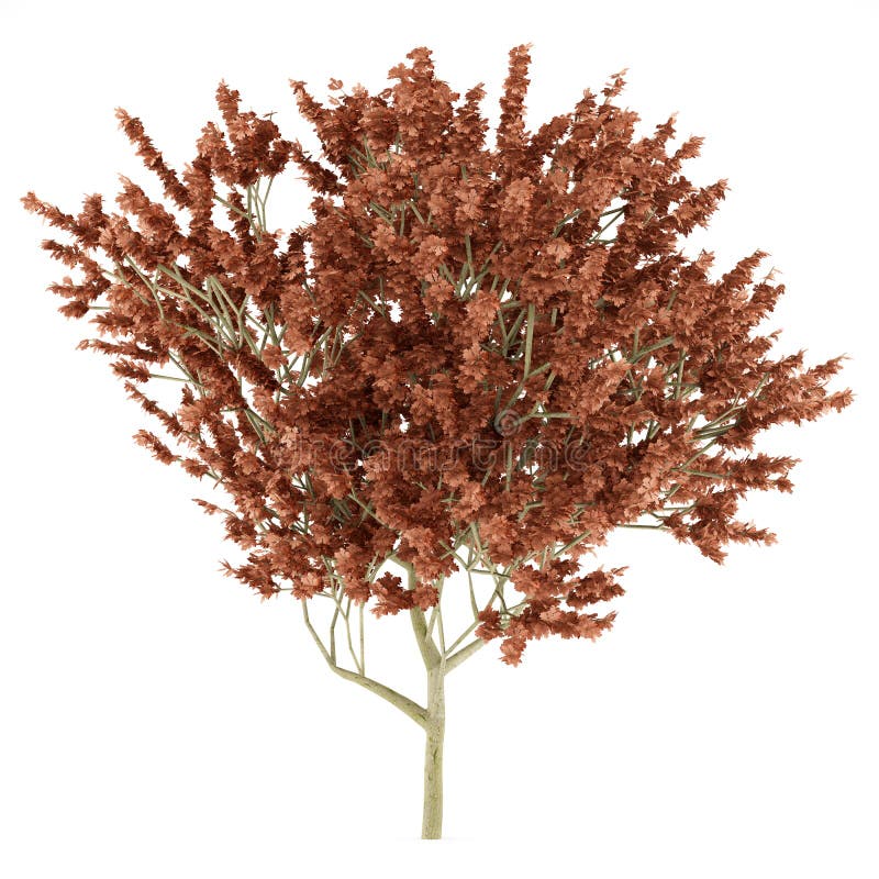 Árbol Rojo Del Lapacho Aislado En Blanco Stock de ilustración ...