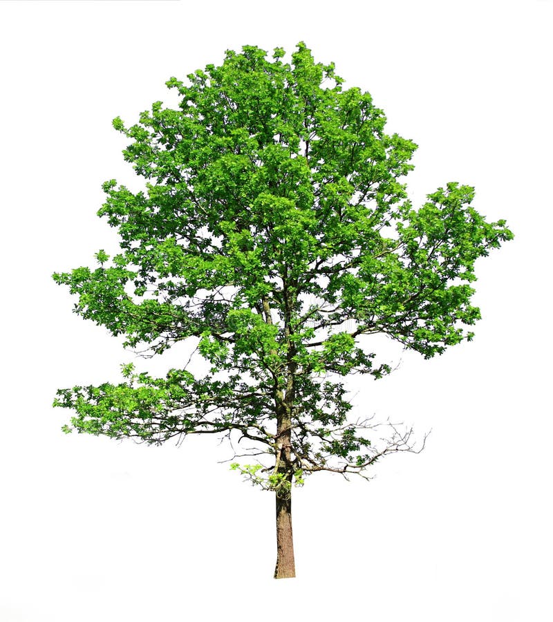 Roble Verde Imagen. Imagen: 14622886