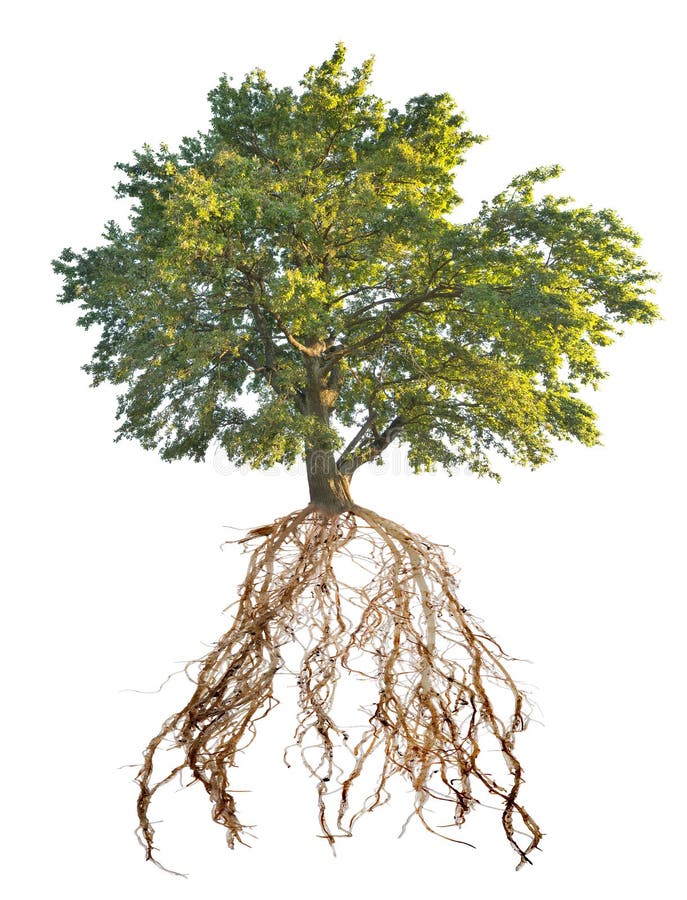 Roble Verde Viejo Grande Con La Raíz Foto de archivo - Imagen de blanco ...