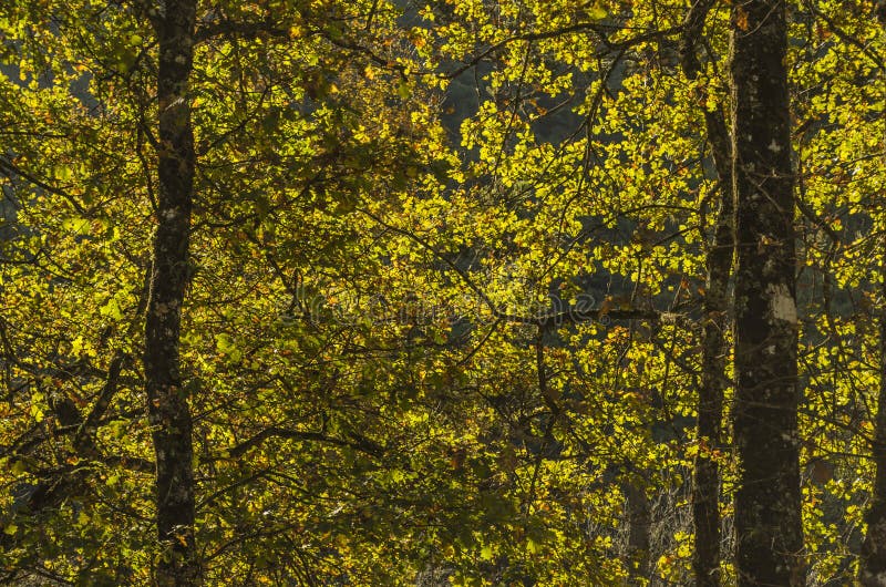 Robles foto de archivo. Imagen de madera, color, hojas - 55907360