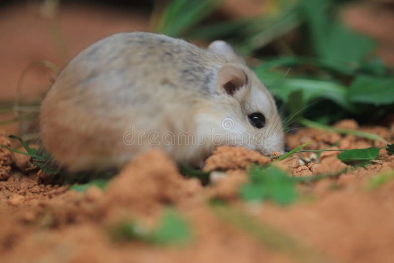 Desert hamster stock photo. Image of hamster, nature - 312722192