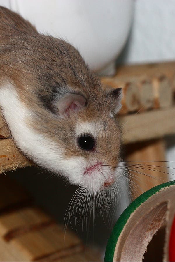 Χάμστερ Ρομπορόφσκι στοκ εικόνες. εικόνα από - 2102940