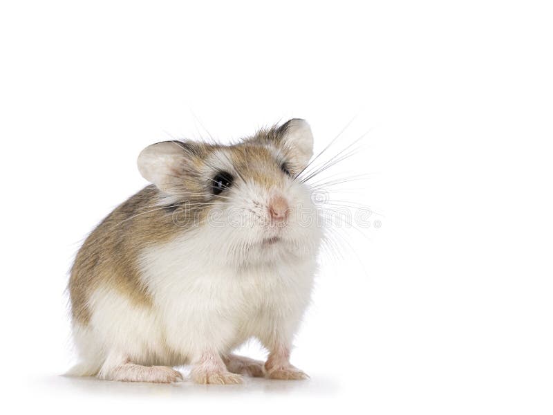 Adorable Brown Agouti Rodent Standing White Background Stock Photos ...