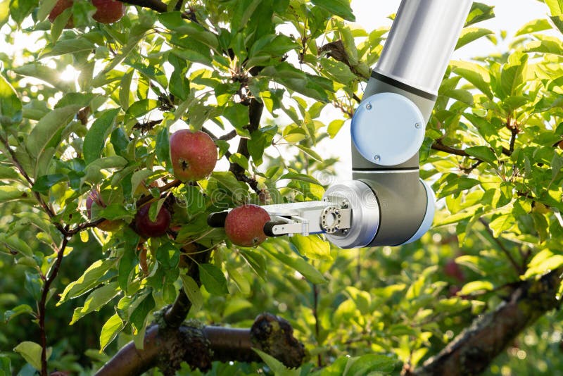 Robot Arm is Working in the Smart Farm Stock Image - Image of ...