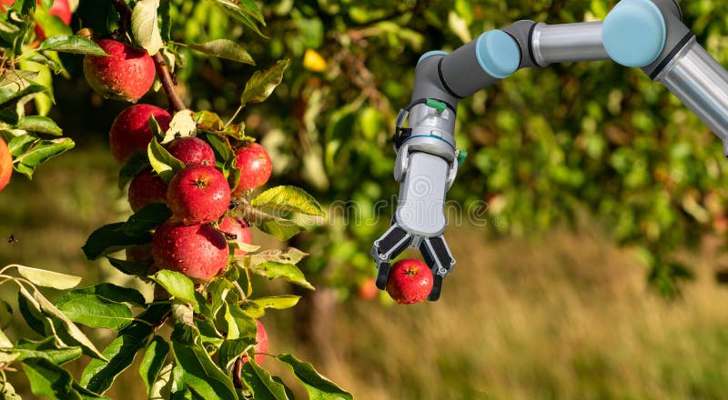 Robot Arm is Working in the Smart Farm. Stock Image - Image of ...
