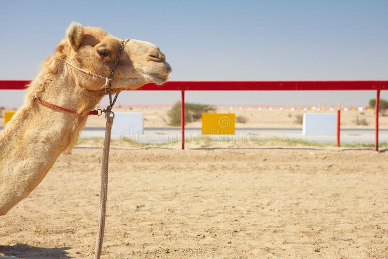 Robot camel racing stock image. Image of racing, races - 4803131