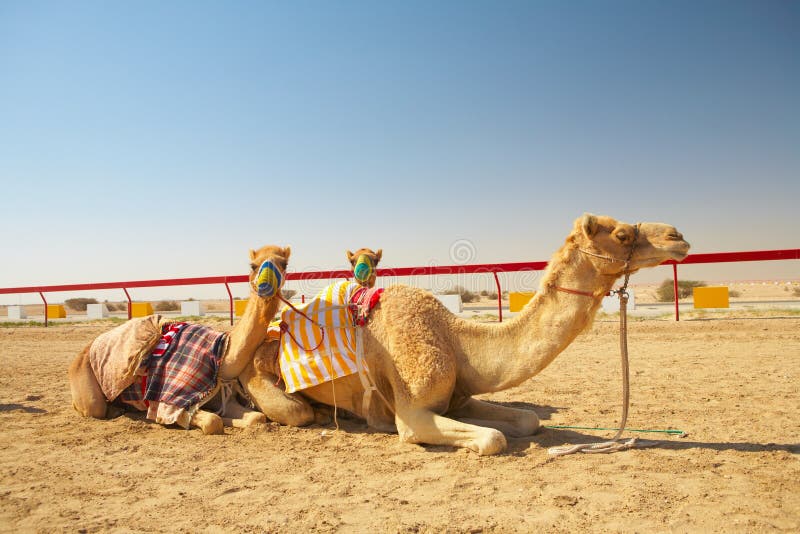 Robot camel racing stock photo. Image of saddles, saddled - 25309694