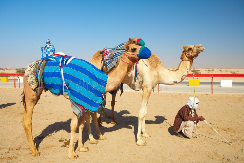 Robot camel racing stock image. Image of racetrack, leashes - 22497859