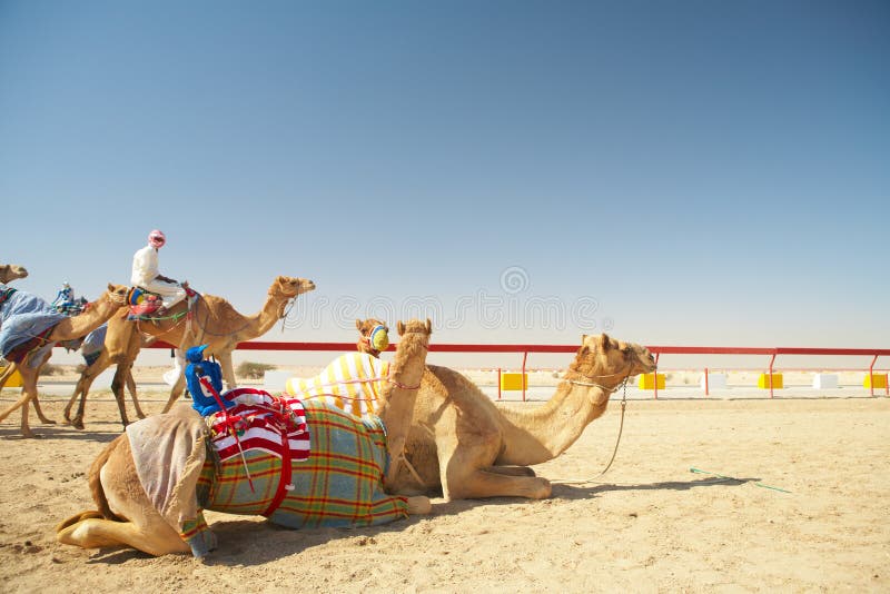 Robot camel racing stock photo. Image of saddles, saddled - 25309694
