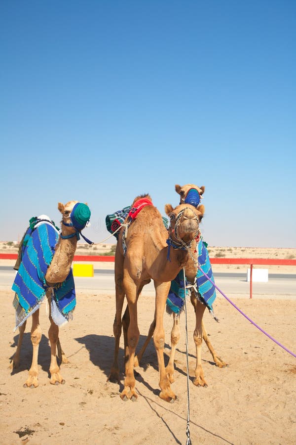 Robot camel racing stock photo. Image of leashes, middle - 4836124