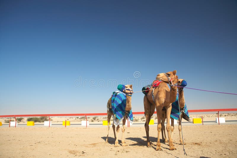 Robot camel racing stock photo. Image of robot, middle - 4836182