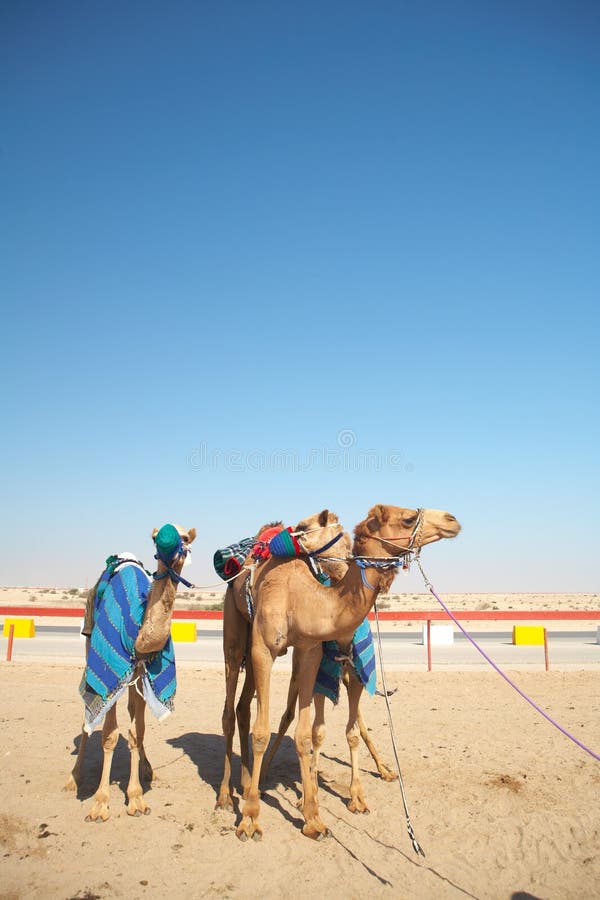 Robot camel racing stock photo. Image of sand, saddles - 4854346