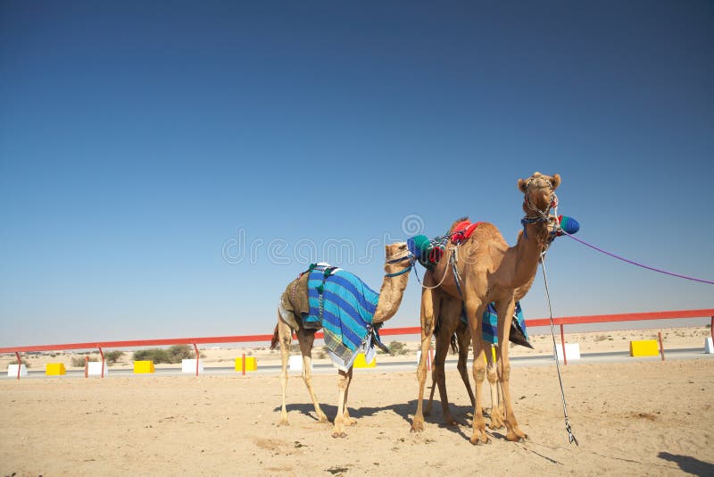 Racing camels stock image. Image of gallop, speed, east - 23036831