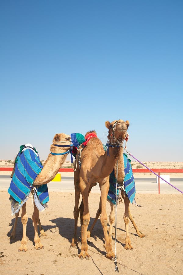 Robot camel racing stock photo. Image of colourful, standing - 4930614