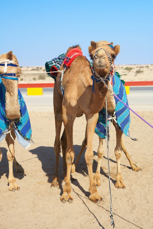 Robot Controlled Camel Racing Stock Image - Image of animal, legs: 9904449