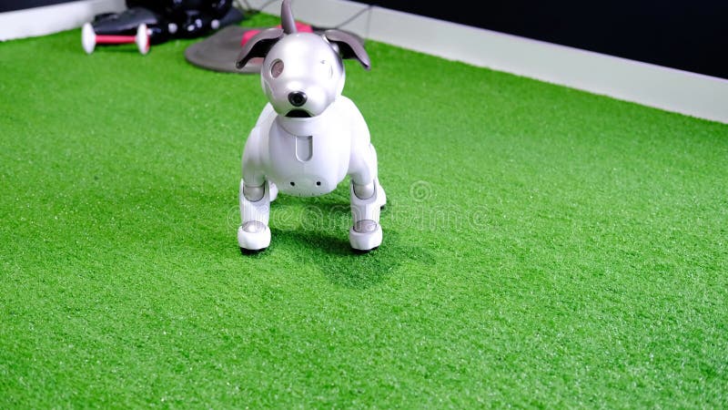 Robot Dog Performing Movement on Artificial Grass in Slow Motion Stock ...