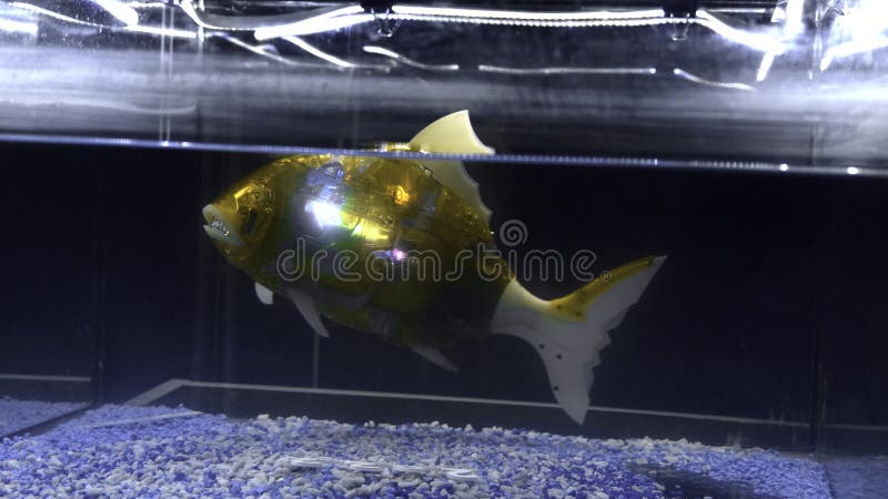A Robot Fish in Aquarium. Media. Artificial Version of Robot Fish ...