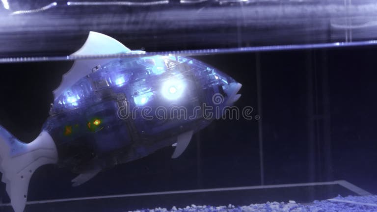 A Robot Fish in Aquarium. Media. Artificial Version of Robot Fish ...