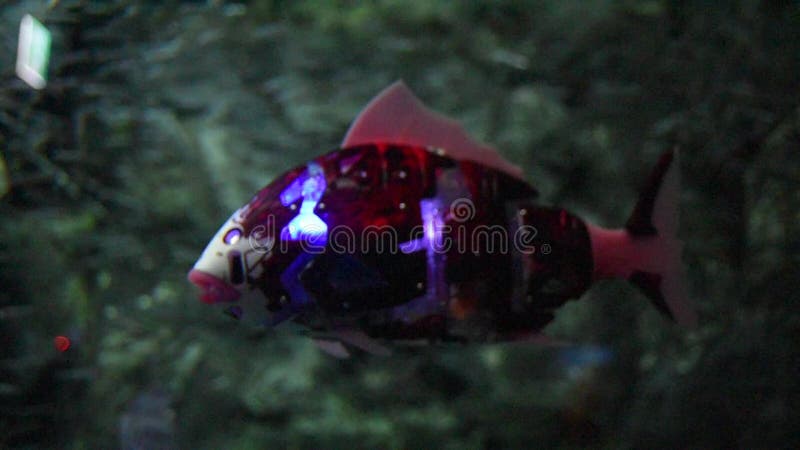 Robot Fish Swims in an Aquarium. Stock Video - Video of modern ...