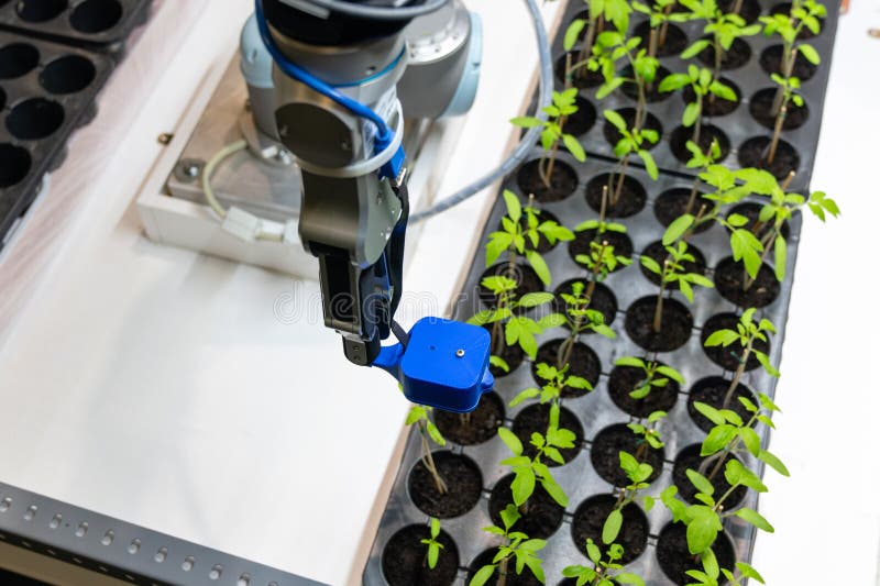 A Robot in a Greenhouse Evaluates the Quality of Tomato Seedlings Using ...