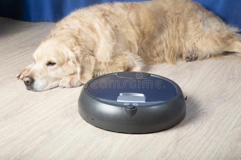 A Robot Vacuum Cleaner and a Dog.a Modern Vacuum Cleaner for Cleaning ...