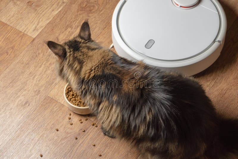 Robot Vacuum Cleaner Tidy Up Cat Food Stock Photo - Image of furry ...