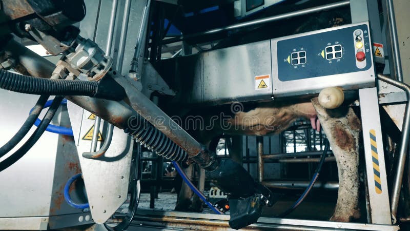 A Robotic Milking Machine Automatically Identifies and Tracks the Dairy ...