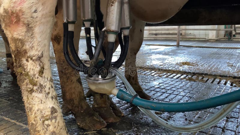 A Robotic Milking Machine Automatically Identifies and Tracks the Dairy ...