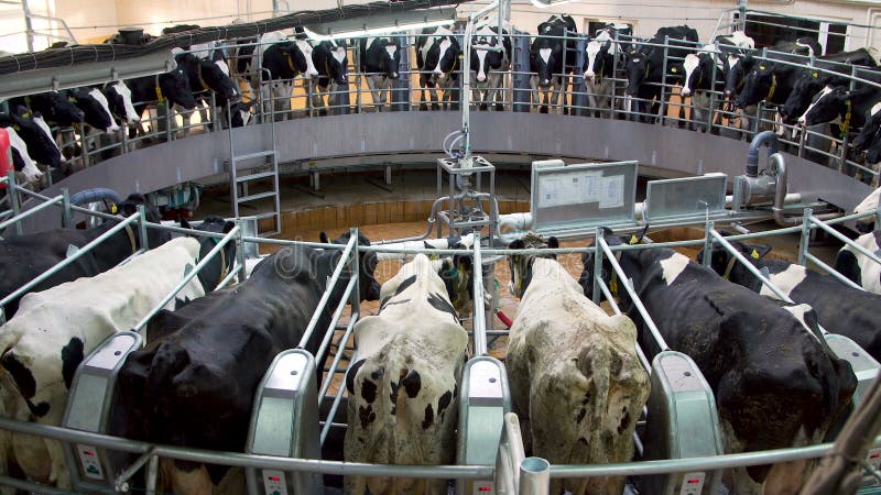 Robotic Cow Milking Machine Unique Intelligent Robotic Arm Detail Laser ...