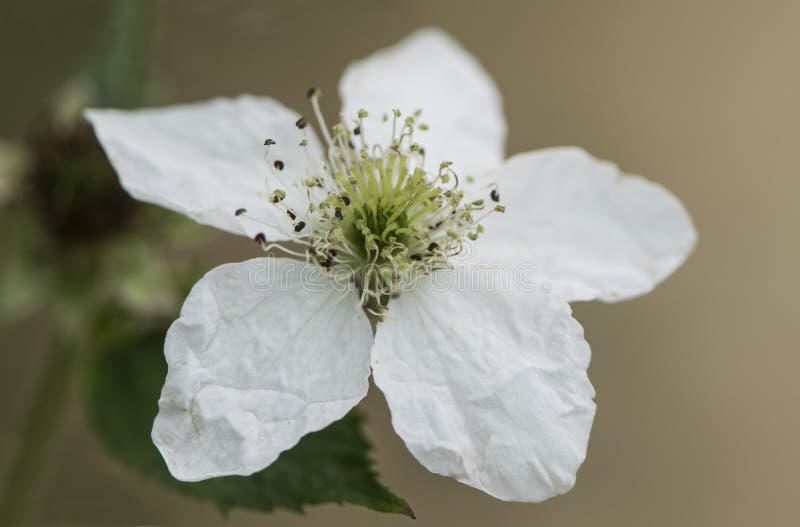 Robus Bramble Species with Delicate White Flowers and Sharp Spines on ...
