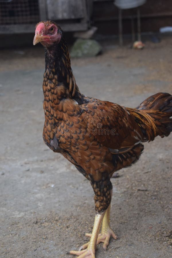 Malay Game Hen: a Full Profile of an Asil Chicken Showcasing Stock ...