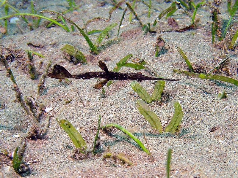 A Robust Ghost Pipefish Solenostomus Cyanopterus in the Red Sea Stock ...