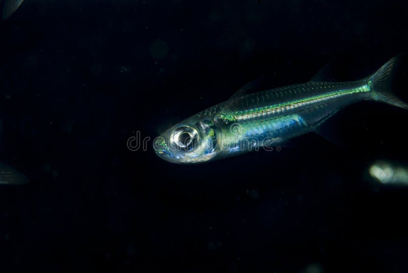 Robust Hardyhead Atherinomorus Lacunosus Stock Image - Image of ...