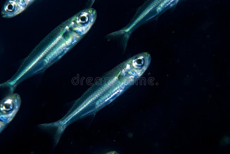 Robust Hardyhead Atherinomorus Lacunosus Stock Image - Image of ...