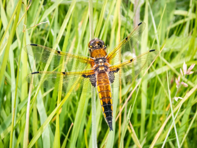 Four-spotted Chaser Dragonfly on Grass Stock Photo - Image of grass ...