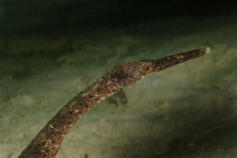 Robust Pipefish, Mabul Island, Sabah Stock Photo - Image of aquatic ...