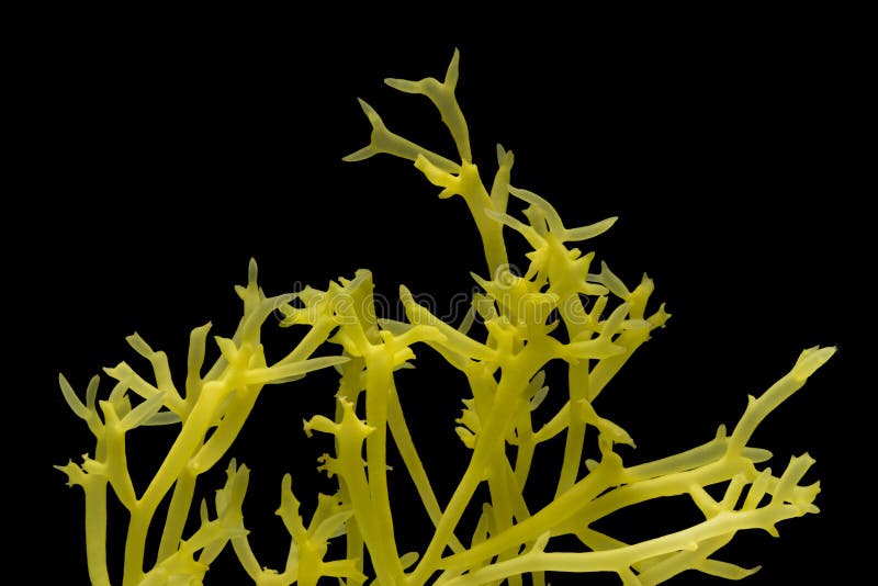 Solieria Robusta Photos - Free & Royalty-Free Stock Photos from Dreamstime