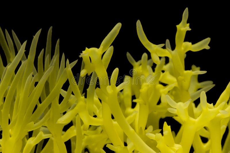 Solieria Robusta Isolated on Black Background Stock Image - Image of ...