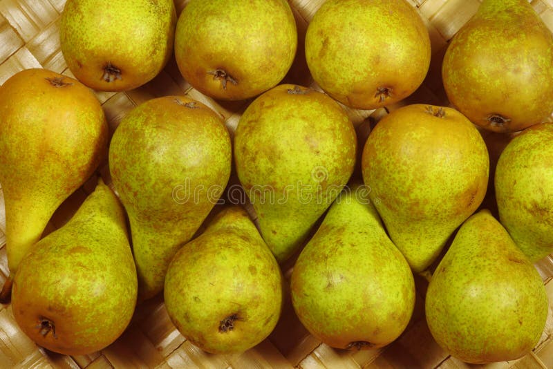 Robust, ripe pears stock photo. Image of pears, food - 46169418