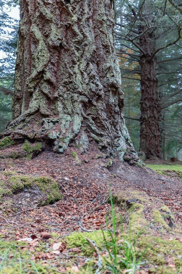 Robust Tree Trunk Coated with Moss and Lichen, Amidst a Leafy ...