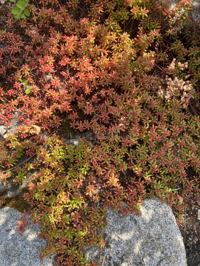 Robust Water-storing Thick-leaf Plants Stock Image - Image of roofs ...