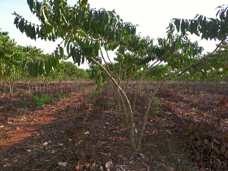 Clonal Coffee Crop Stock Photos - Free & Royalty-Free Stock Photos from ...