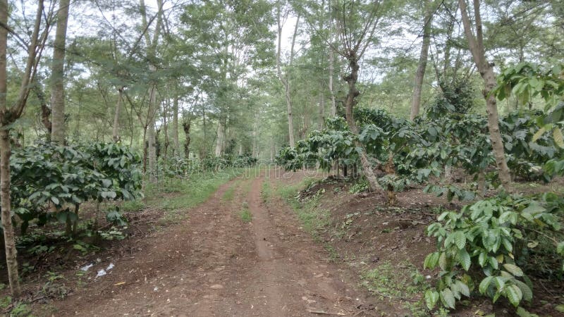 Robusta Coffe Plantation in Central Java Indonesia Stock Image - Image ...