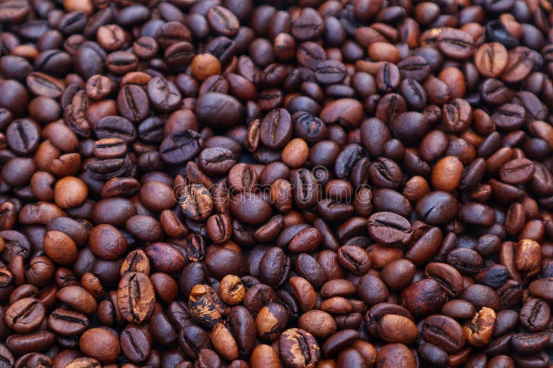 Robusta Coffee Beans or Coffea Canephora. Stock Photo - Image of bean ...